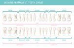 Teeth Numbers And Tooth Chart: All You Need To Know