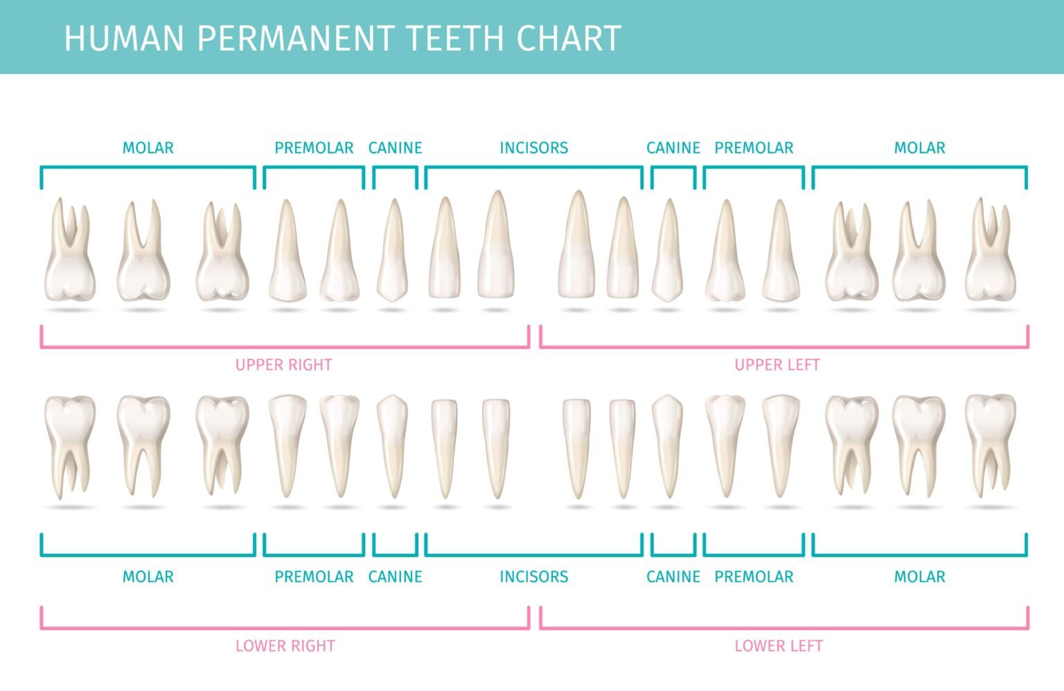 Teeth Numbers And Tooth Chart: All You Need To Know
