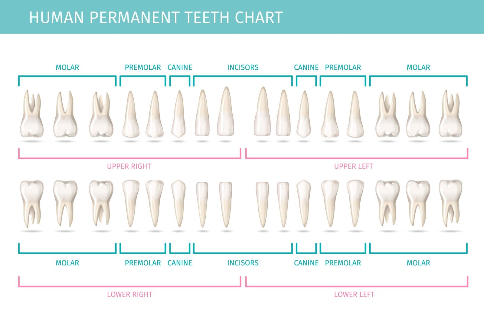 Teeth Numbers And Tooth Chart: All You Need To Know