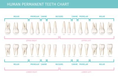 Teeth Numbers And Tooth Chart: All You Need To Know