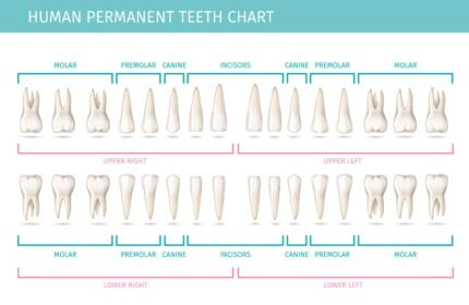 Teeth Numbers And Tooth Chart: All You Need To Know