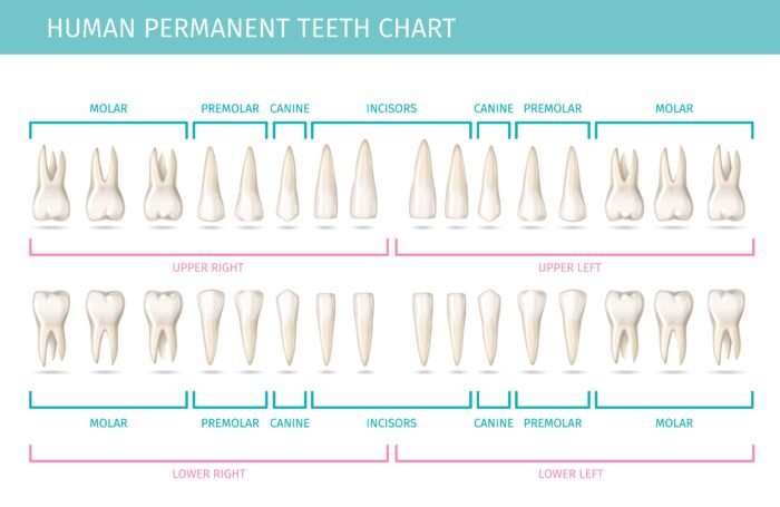 Teeth Numbers And Tooth Chart: All You Need To Know