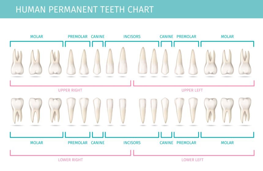 Teeth Numbers And Tooth Chart: All You Need To Know